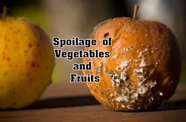 Spoilage of Fruits and Vegetables (Microbiology) -Simplynotes | Simplynotes