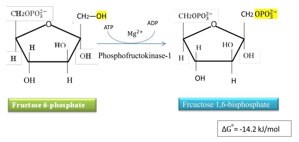 Glycolysis - Phases/Reactions of Glycolysis - Simplinotes
