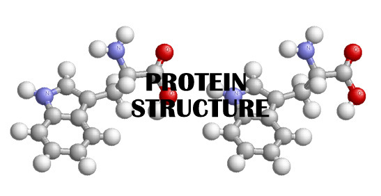 Protein Structure- Primary, Secondary, Tertiary, Quaternary Strucutre ...